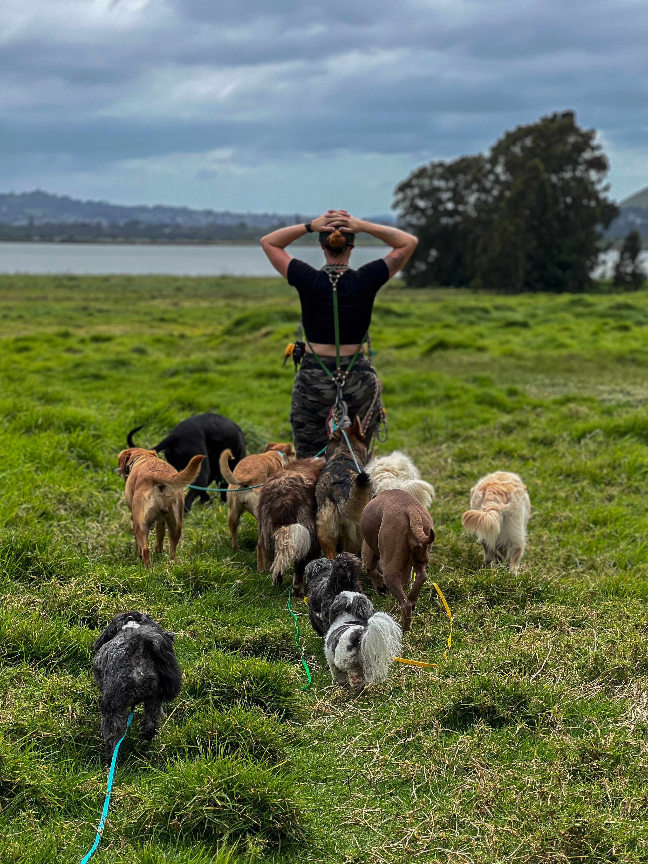 BEYOND BASICS – Wag & Wander Wardrobe