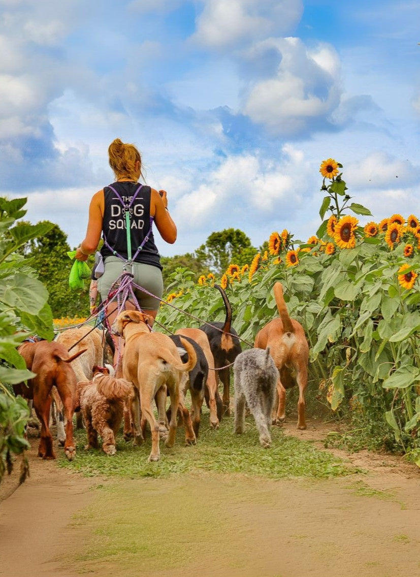 Simplistic Pack Harness – Wag & Wander Wardrobe