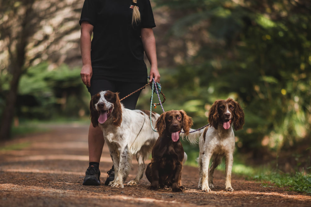 Wag & Wander Wardrobe