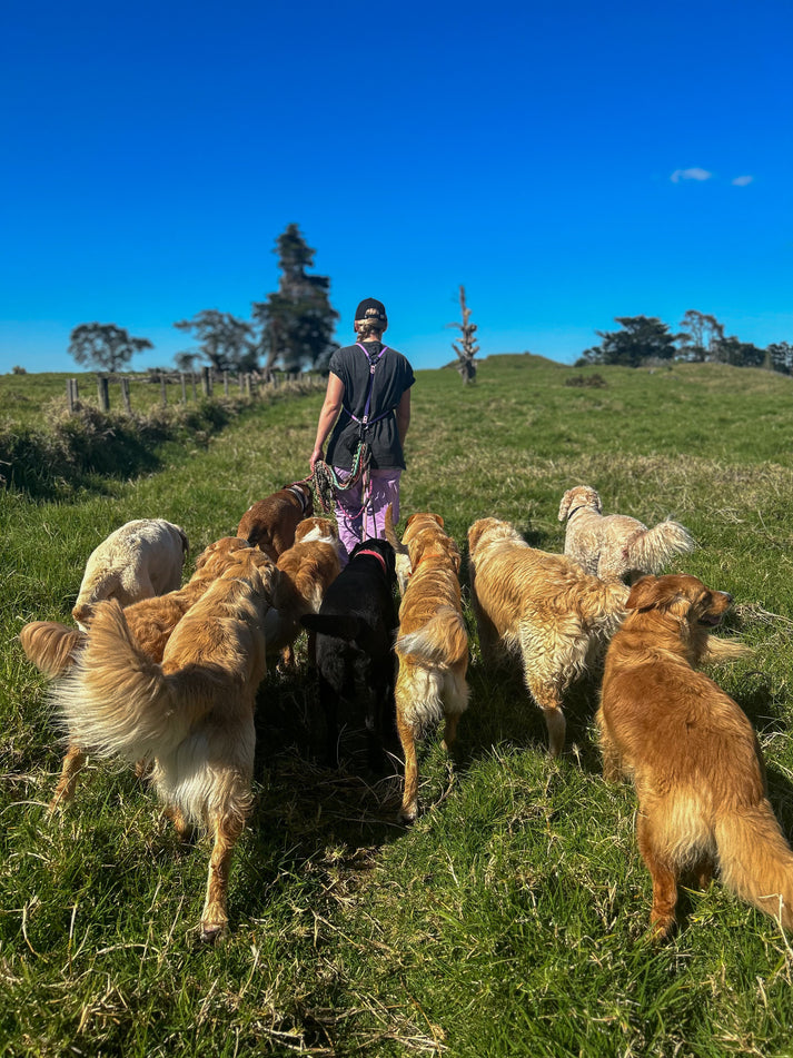 Simplistic Pack Harness – Wag & Wander Wardrobe